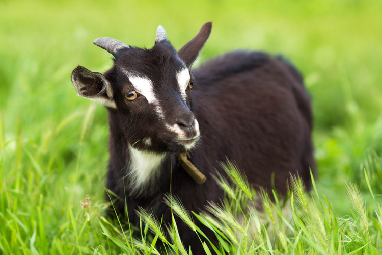 Do Goats Get West Nile Virus? - Goat Journal